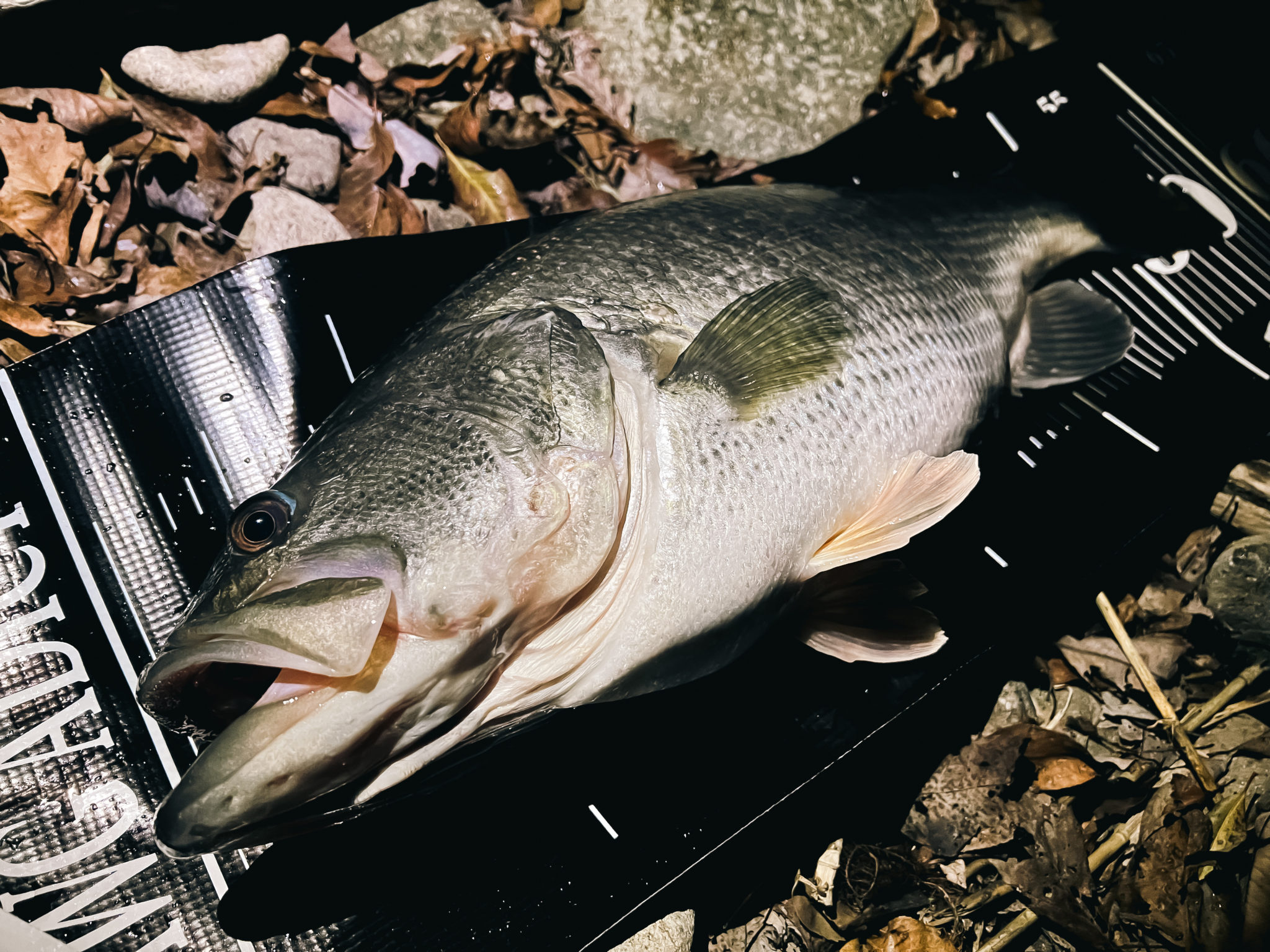 Foreign customer guide - ALIVE Fishing Guide Service